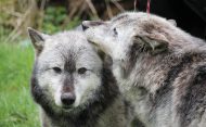 Rescue and conservation of displaced wolves - Wolf Watch UK
