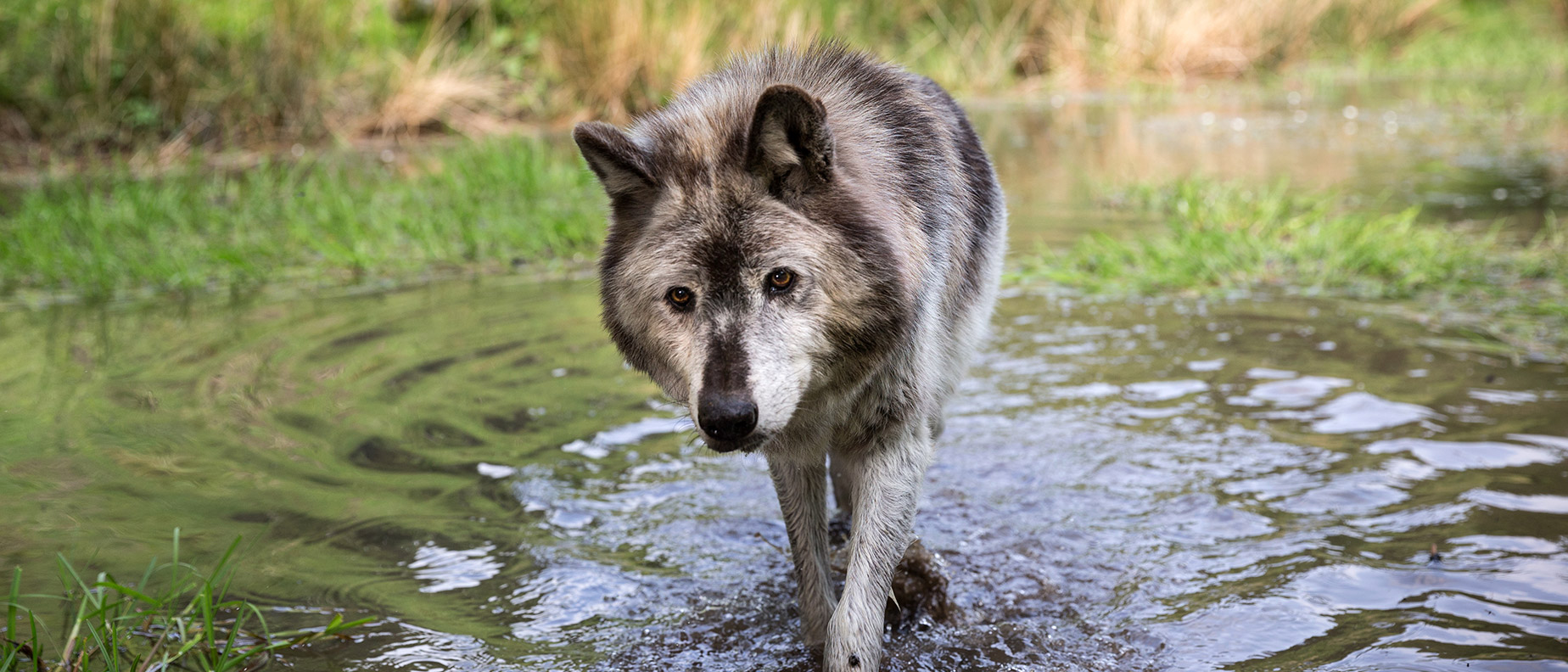 Rescue and conservation of displaced wolves - Wolf Watch UK