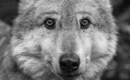 Rescue and conservation of displaced wolves - Wolf Watch UK